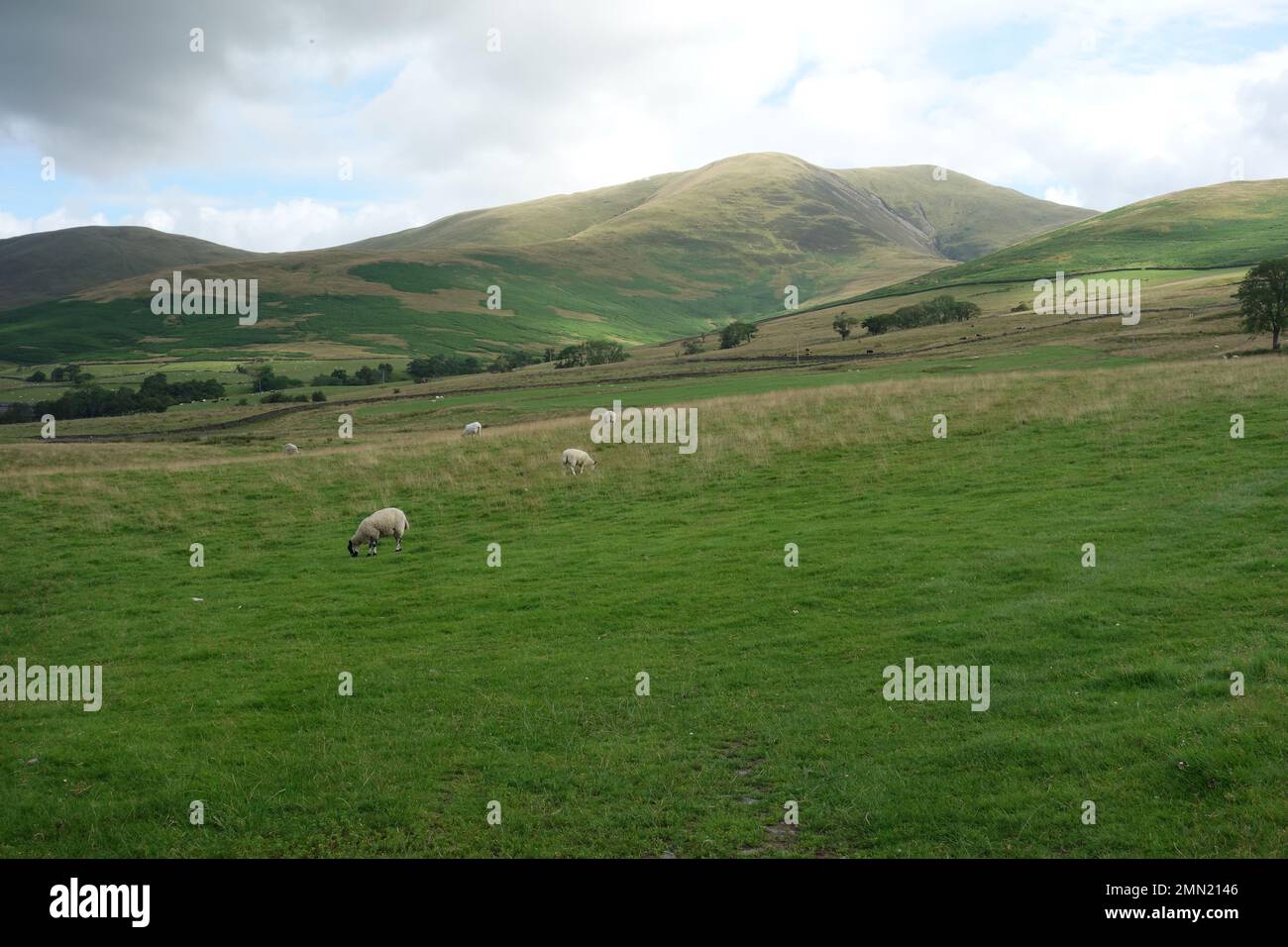 Head scar hi-res stock photography and images - Alamy