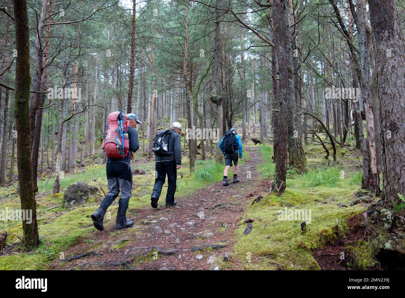 Three Men Walking on Path in the Woods from Glen Torridon to the ...