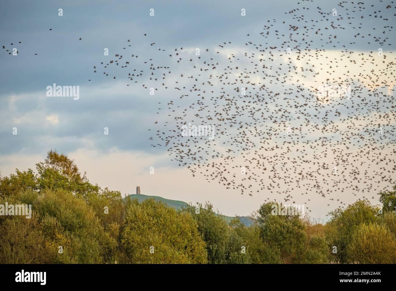 Murmuration of Starlings at the RSPB Ham wall Nature reserve Somerset ...