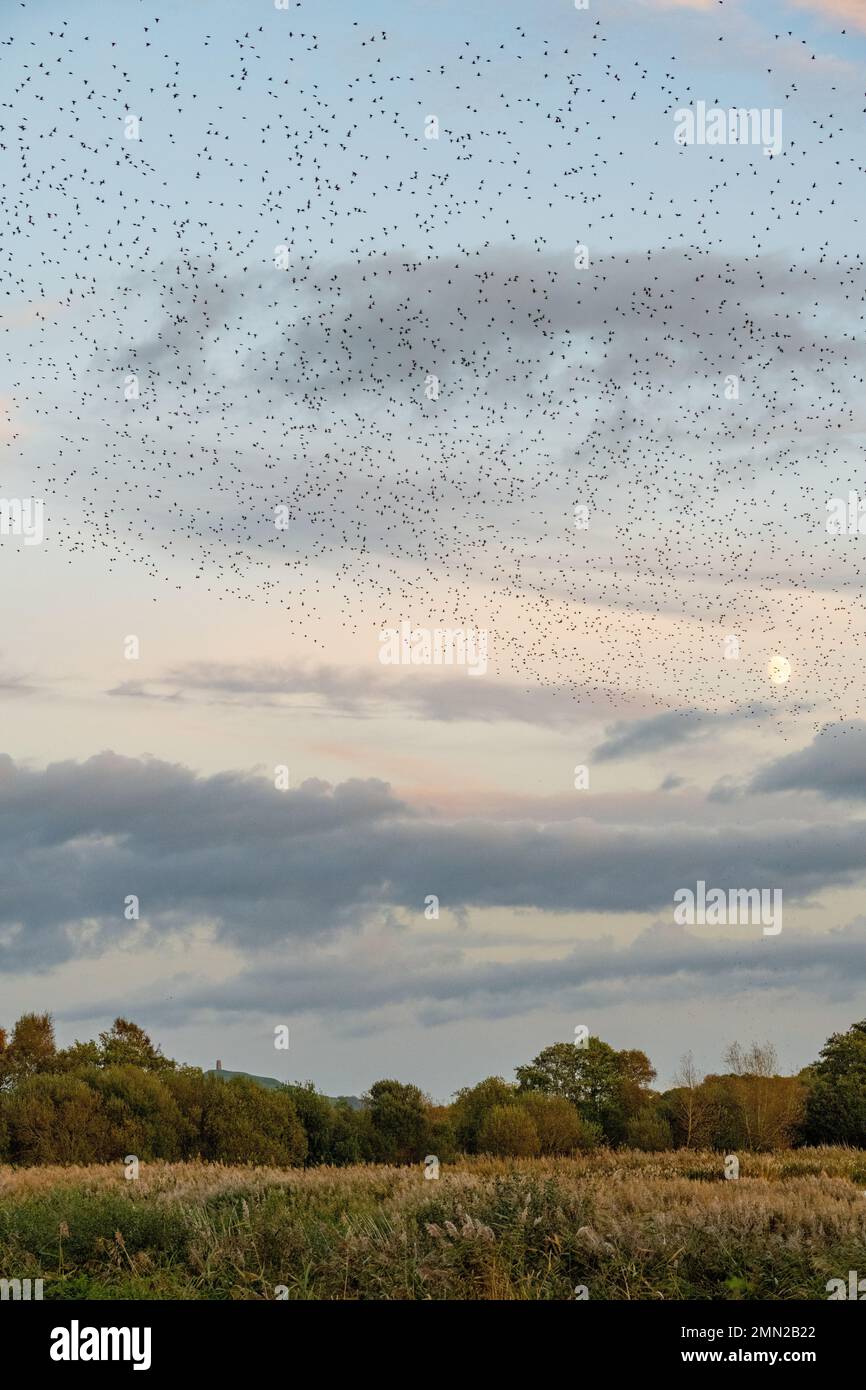 Murmuration of Starlings at the RSPB Ham wall Nature reserve Somerset ...