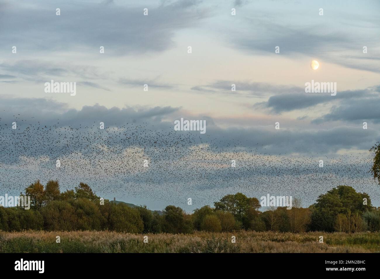 Murmuration of Starlings at the RSPB Ham wall Nature reserve Somerset ...