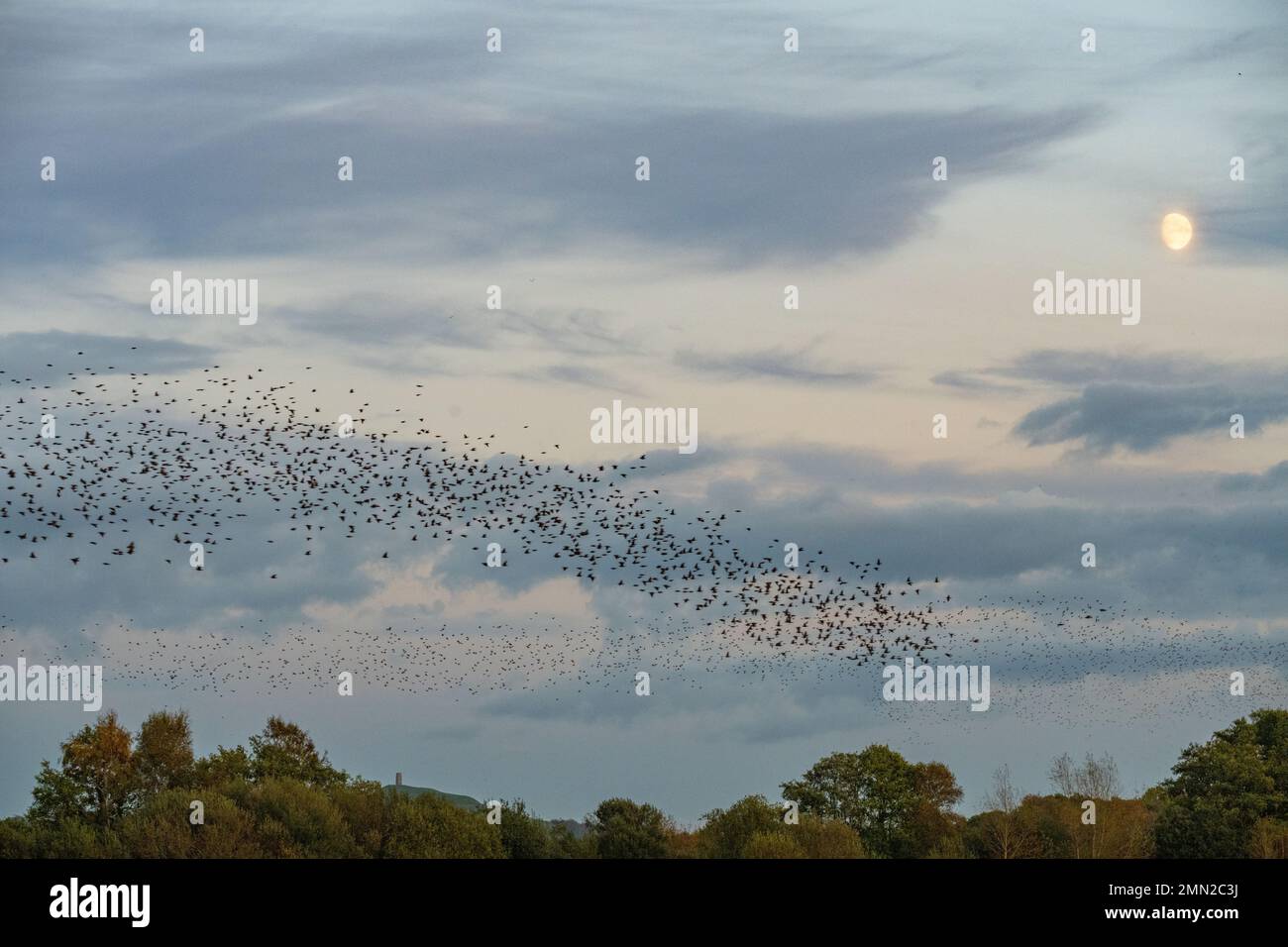 Murmuration of Starlings at the RSPB Ham wall Nature reserve Somerset ...
