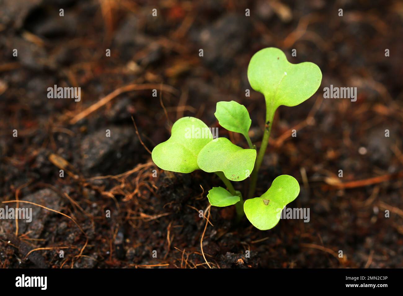 Baby Kale Saplings. Organic vegetable farm Stock Photo - Alamy