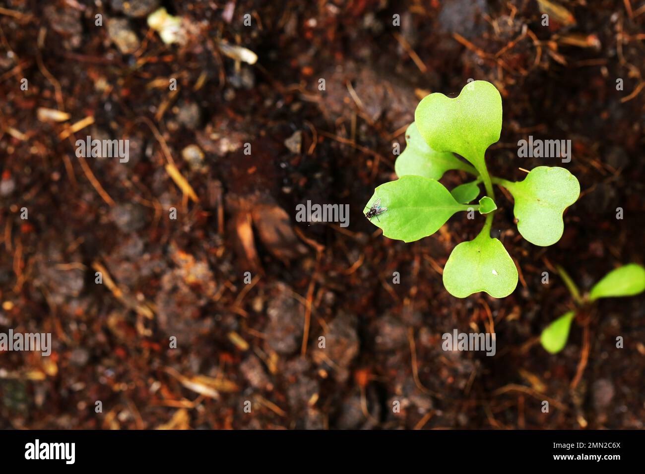 Baby Kale Saplings. Organic vegetable farm Stock Photo - Alamy