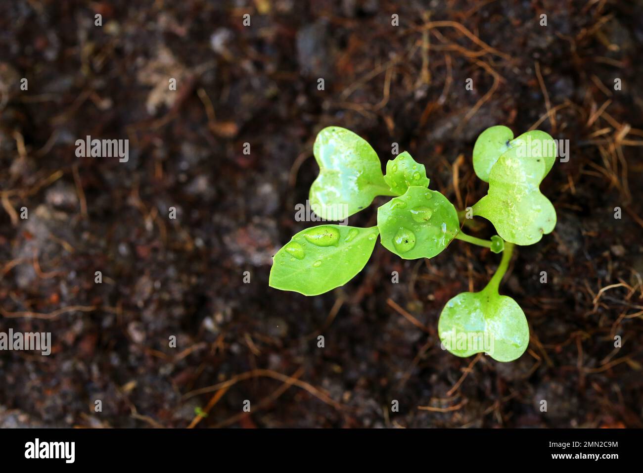 Baby Kale Saplings. Organic vegetable farm Stock Photo - Alamy