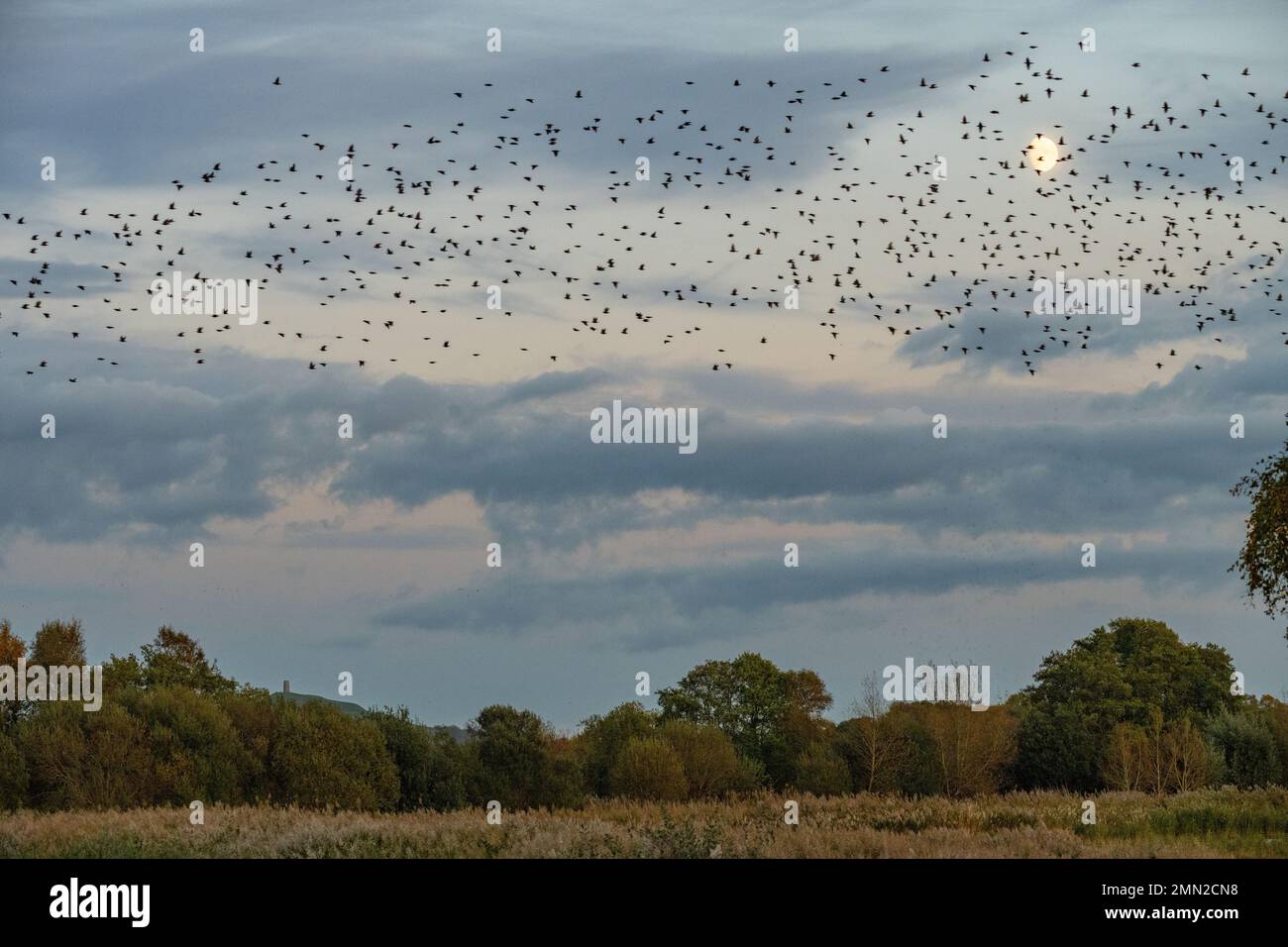 Murmuration of Starlings at the RSPB Ham wall Nature reserve Somerset ...