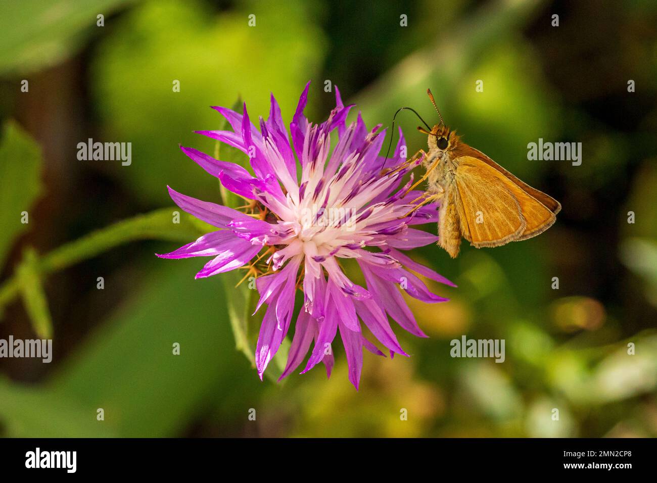 Skippers butterfly hesperiidae hi-res stock photography and images - Alamy