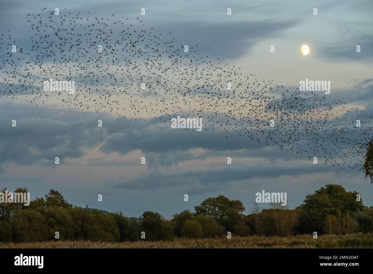 Murmuration of Starlings at the RSPB Ham wall Nature reserve Somerset ...