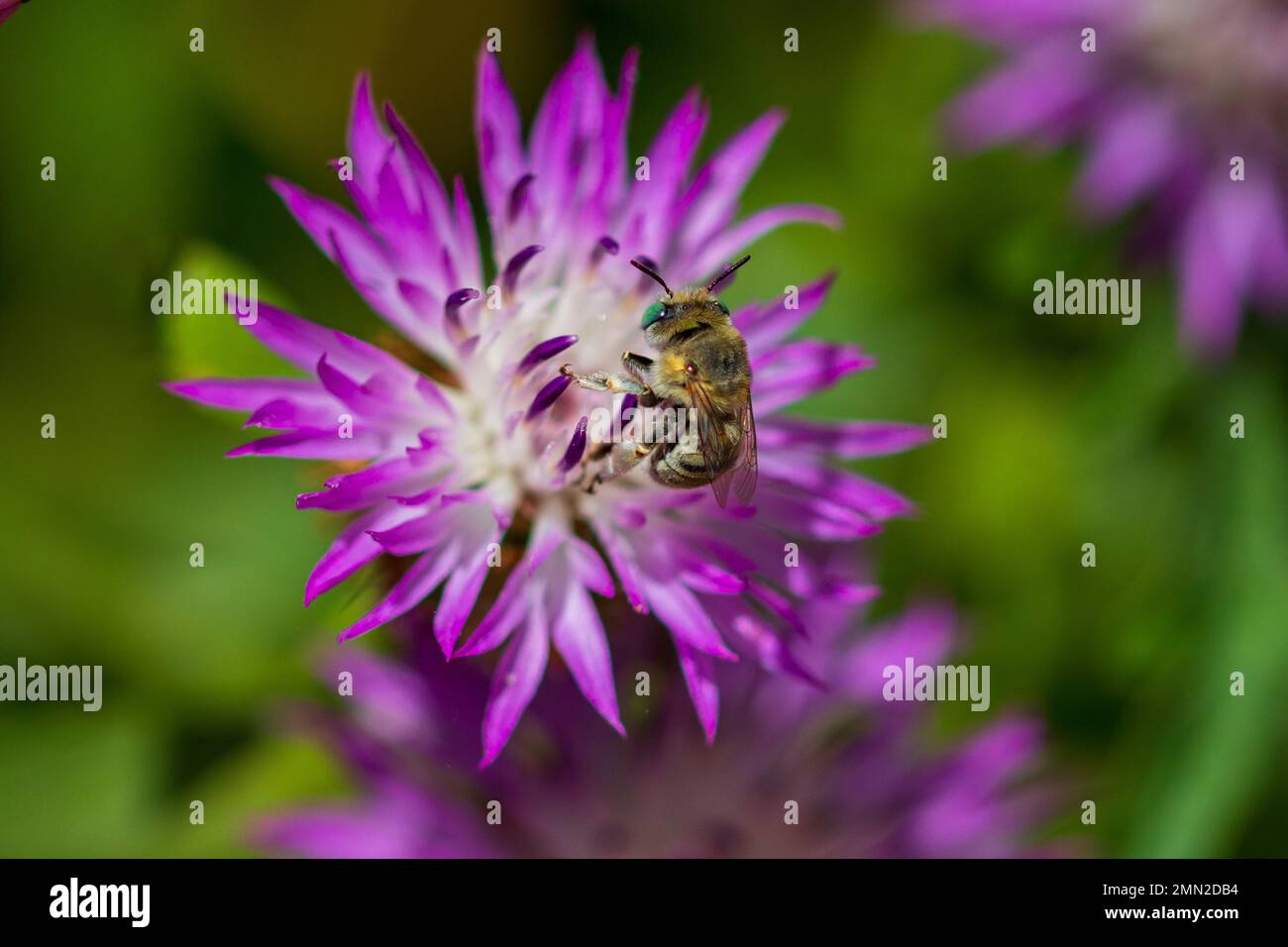 Anthophora bimaculata, Female Green-eyed Flower Bee Stock Photo - Alamy