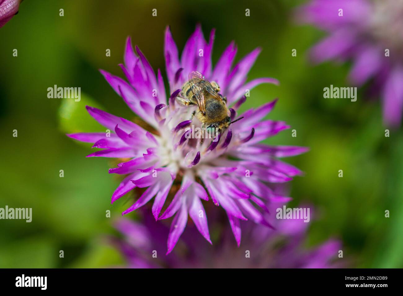 Anthophora bimaculata, Female Green-eyed Flower Bee Stock Photo - Alamy