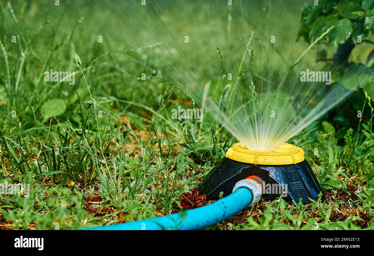 Sprinkler watering flowers on a hot day in a city park. Irrigation ...