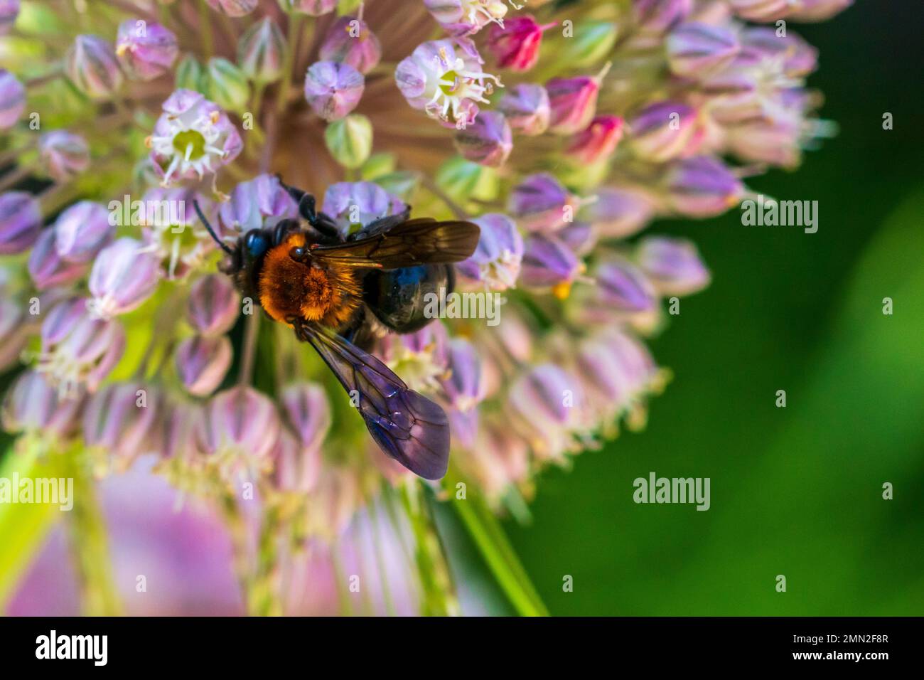Andrena sp. Mining Bee on a Flower Stock Photo - Alamy