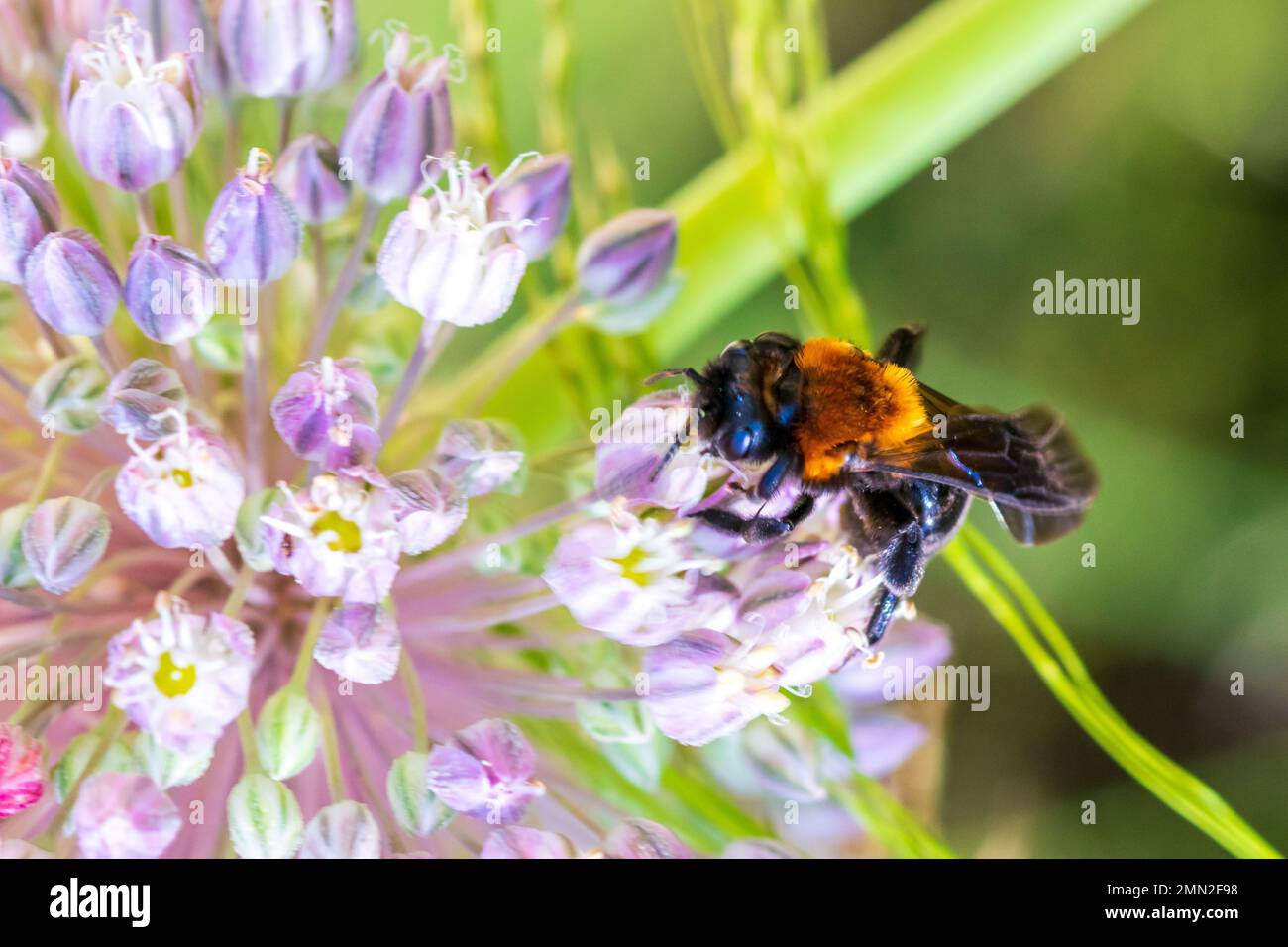 Andrena sp. Mining Bee on a Flower Stock Photo - Alamy
