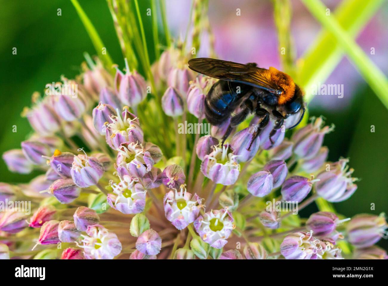 Andrena sp. Mining Bee on a Flower Stock Photo - Alamy