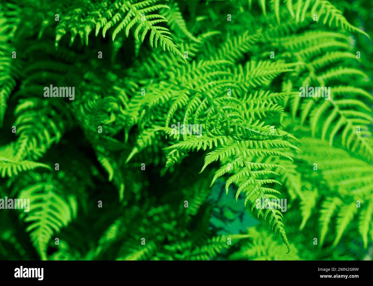 green fern leaves in Bulgarian highlands. Natural fern background in ...