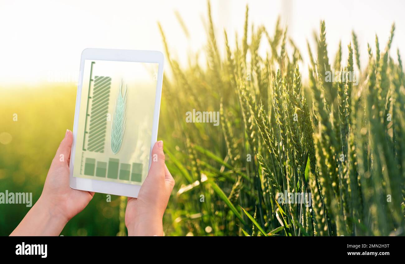 Farmer with digital tablet on a background of wheat field. Grain ...