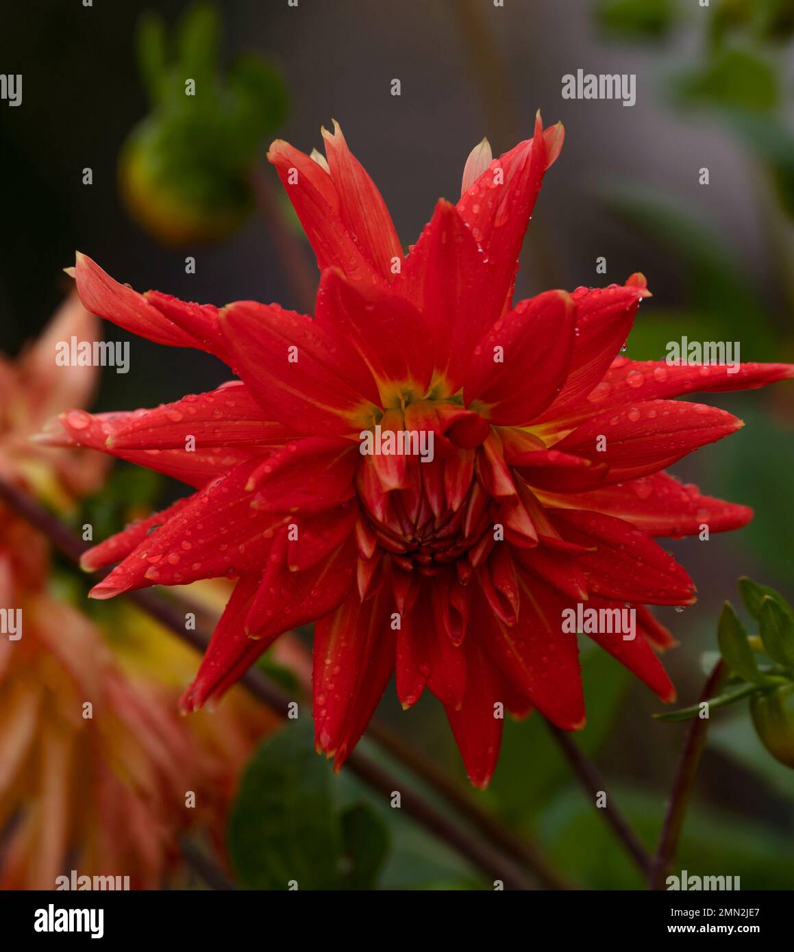 Close up of a fully bloomed orange and red dahlia flower captured in ...