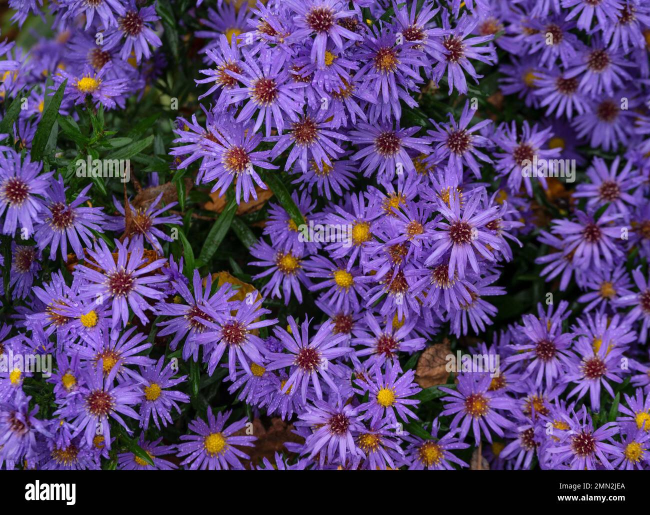 Top view of fully bloomed purple aster flowers captured in Vienna ...