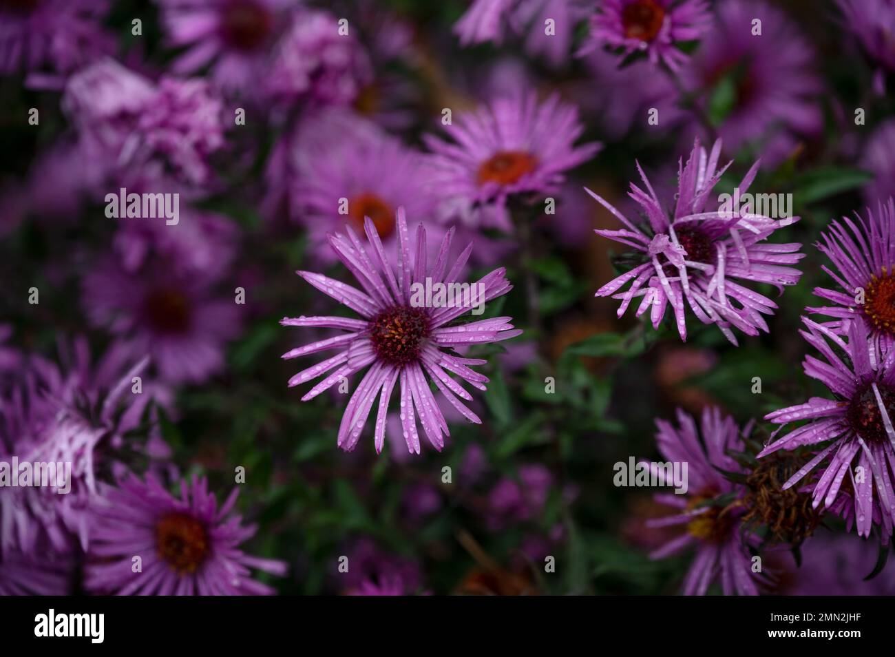 Top view of fully bloomed purple aster flowers captured in Vienna ...