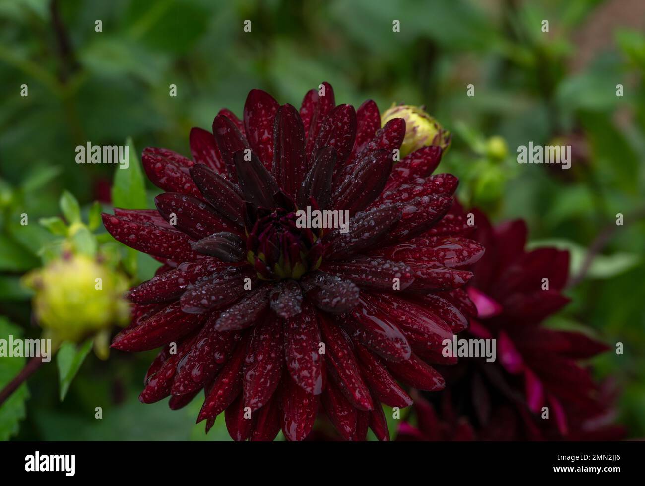 Beautiful rare dark red daisy flowers captured at Lisbon Portugal Stock ...