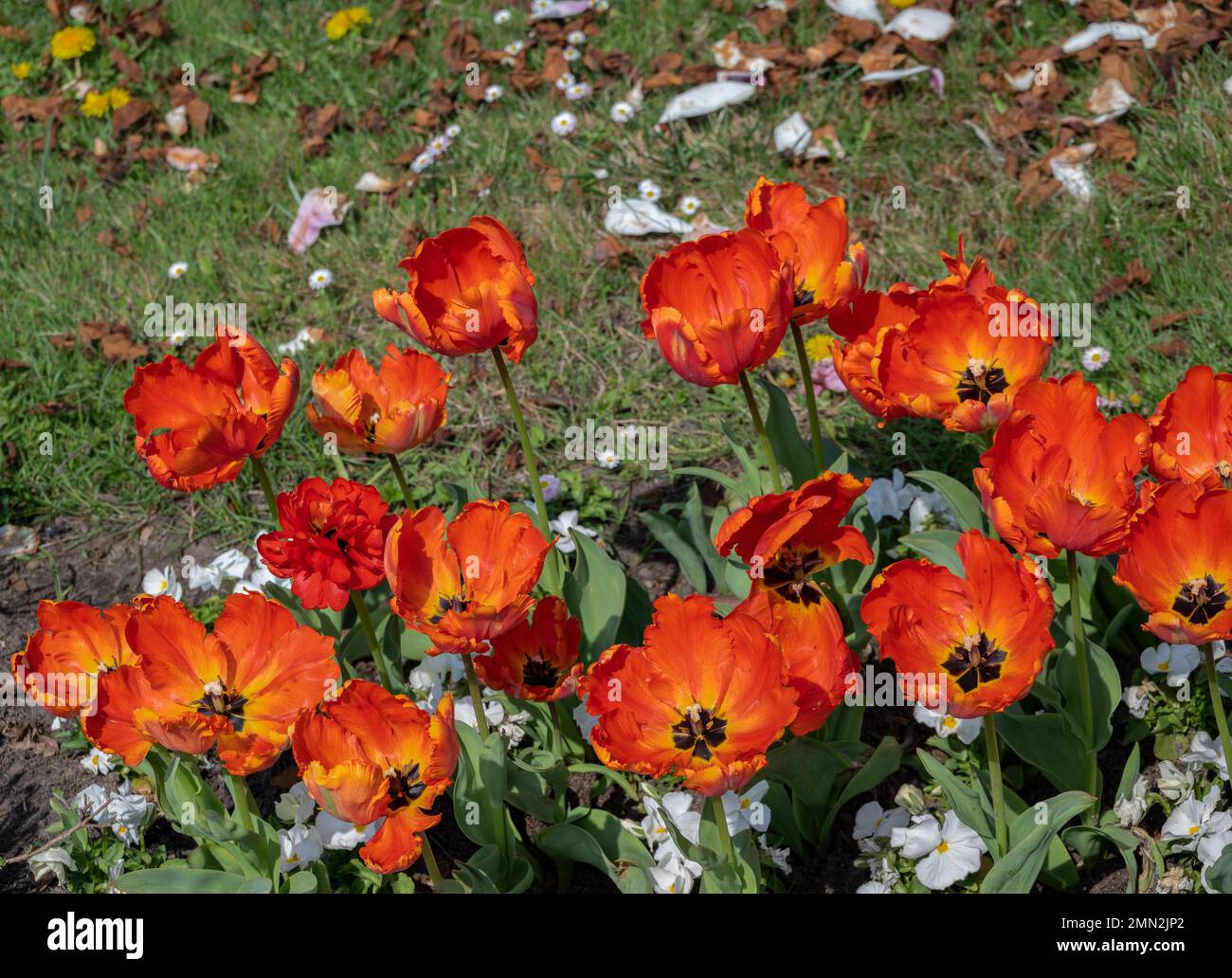 Close up of a fully bloomed orange and red dahlia flower captured in ...
