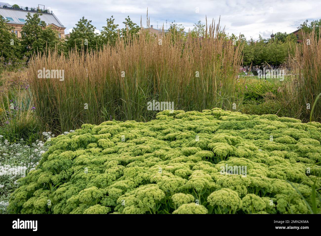 Ochitok ordinary, sedum, lush bush in full bloom Stock Photo - Alamy