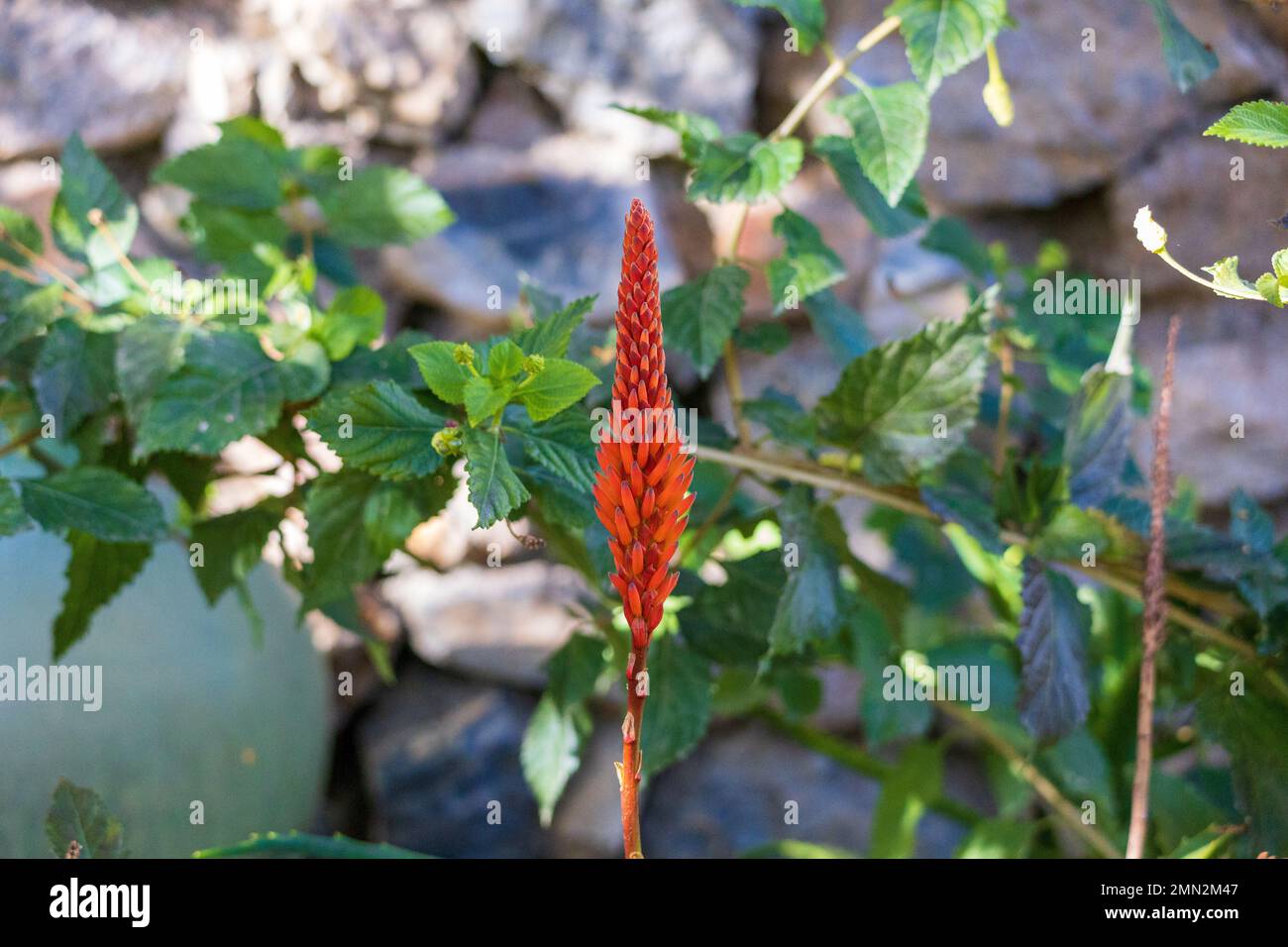 Torch aloe arborescens hi-res stock photography and images - Alamy
