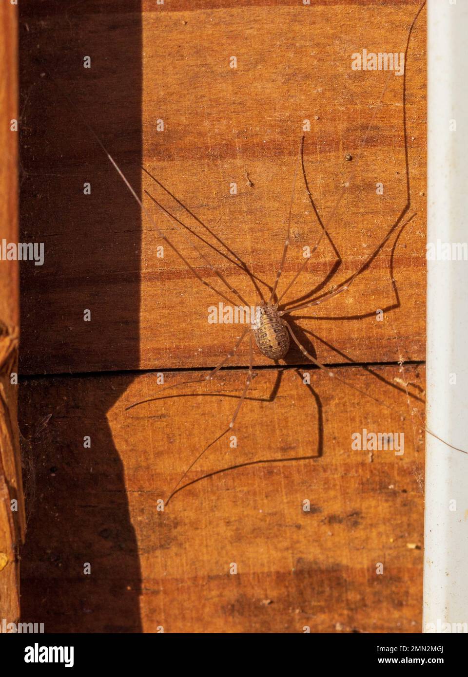 Harvestmen spiders hi-res stock photography and images - Alamy