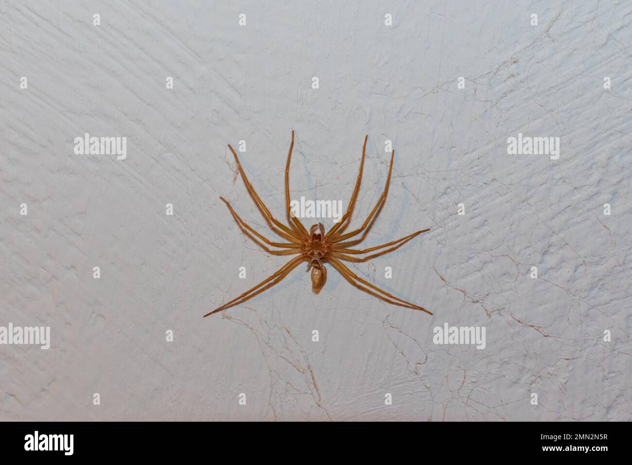 Loxosceles rufescens, Mediterranean Recluse Spider Stock Photo - Alamy
