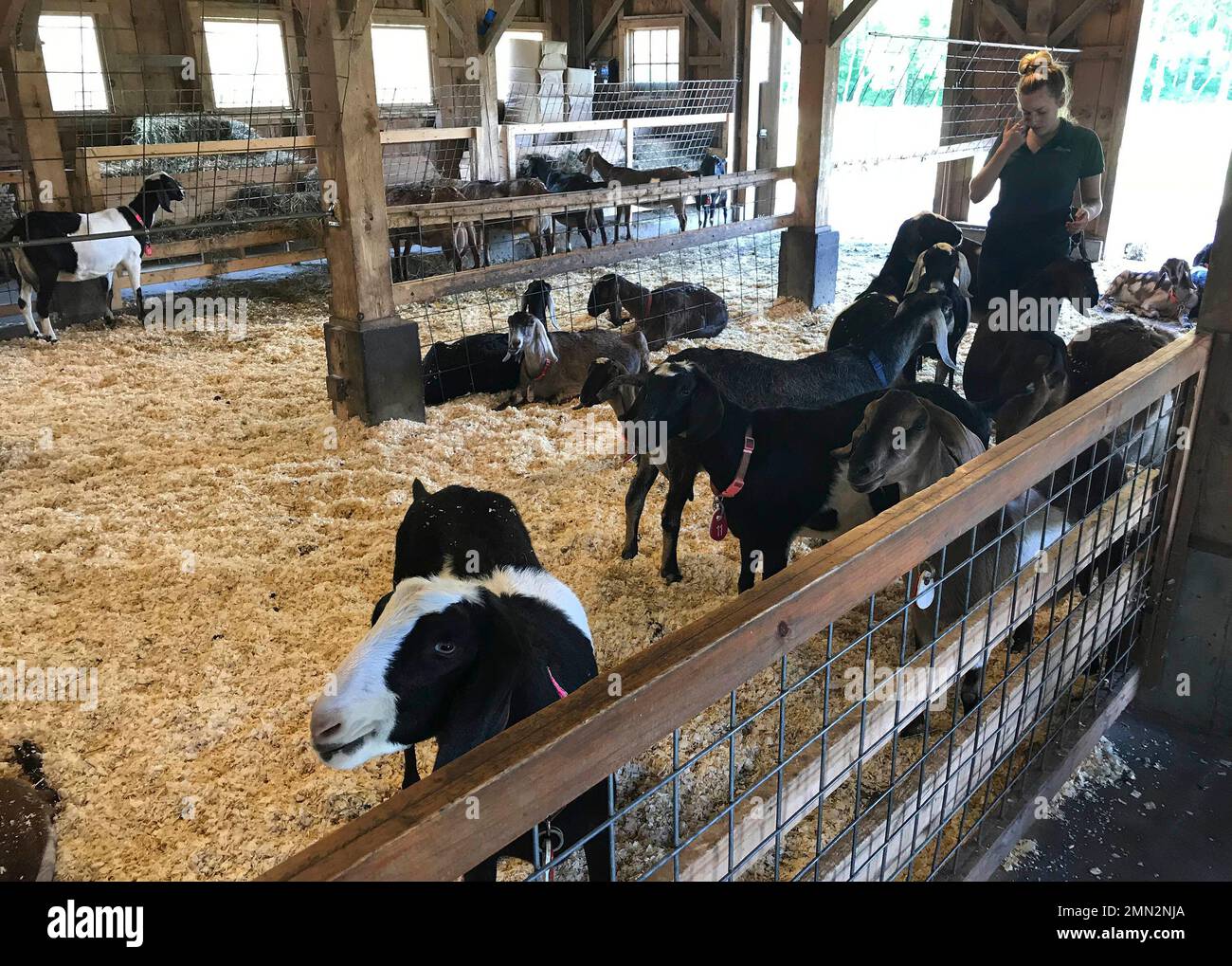 In this June 1, 2018 photo, goats are kept at one of the dairies at ...