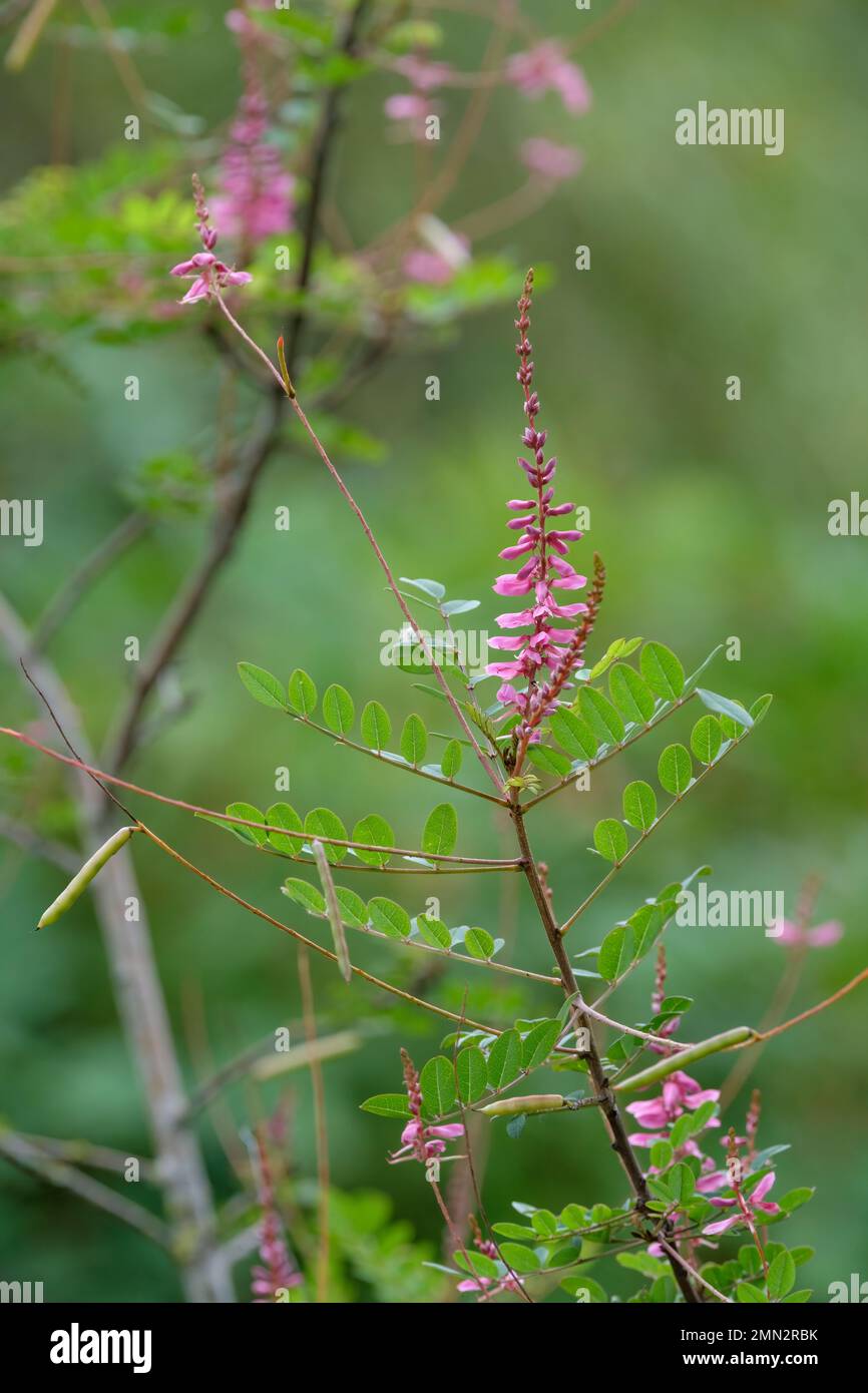Indigofera howellii, Indigofera potaninii, deciduous shrub pinnate ...