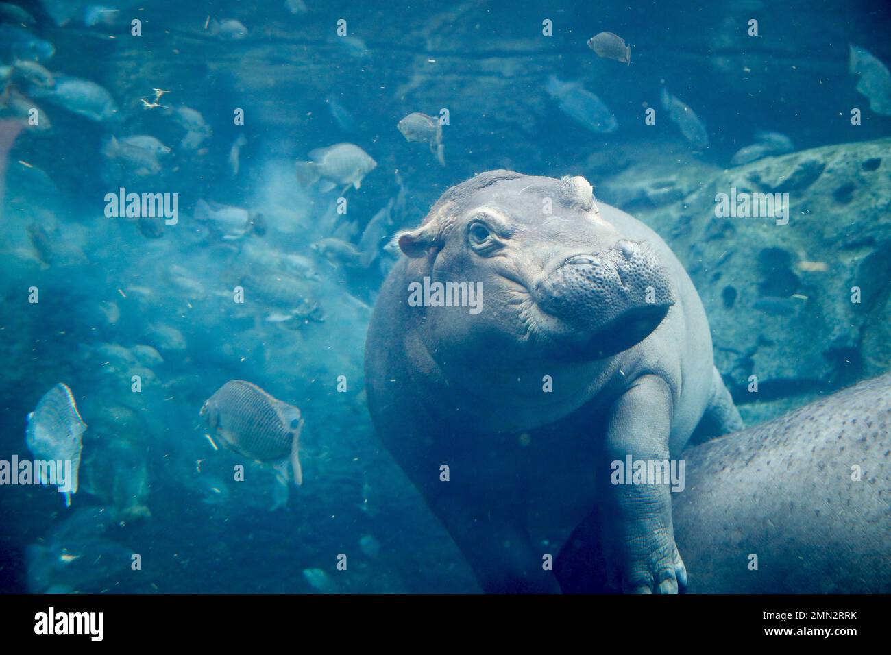 In this Tuesday, June 26, 2018 photo, Fiona, a baby Nile Hippopotamus ...