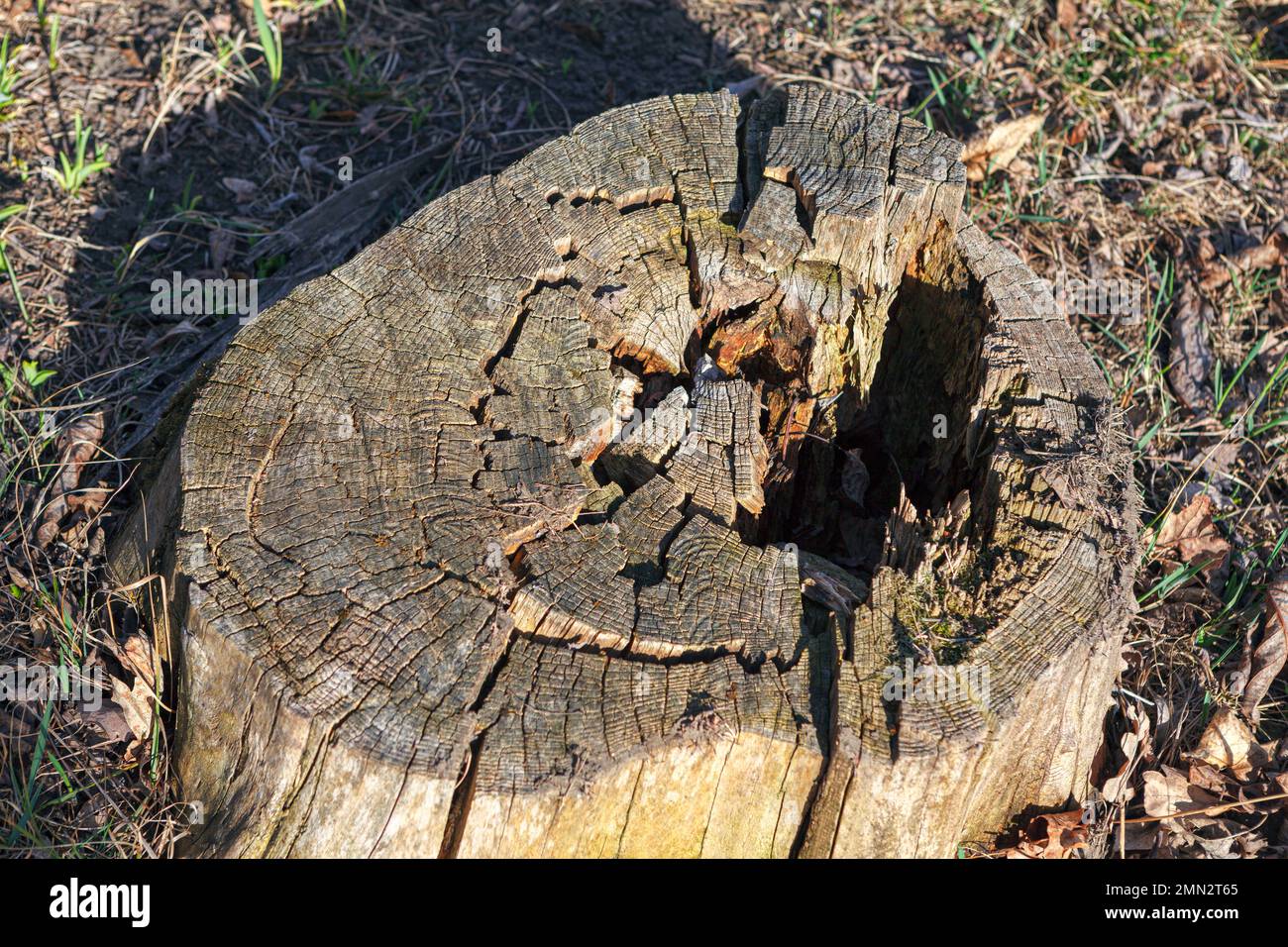 Rotten stump of old tree in the forest Stock Photo - Alamy