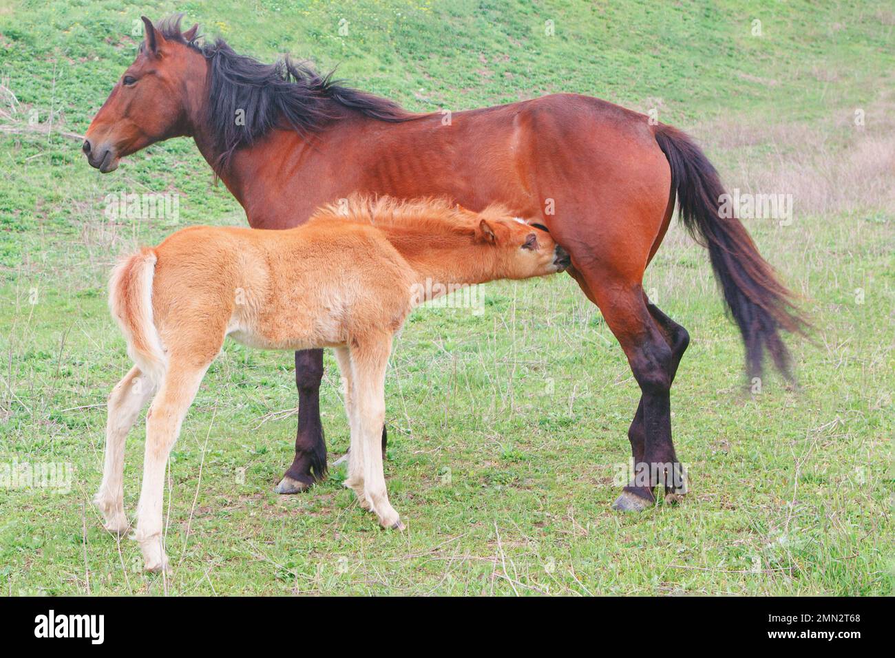 Mother Horse And Her Foal . Mare breastfeeding stallion . Domestic ...