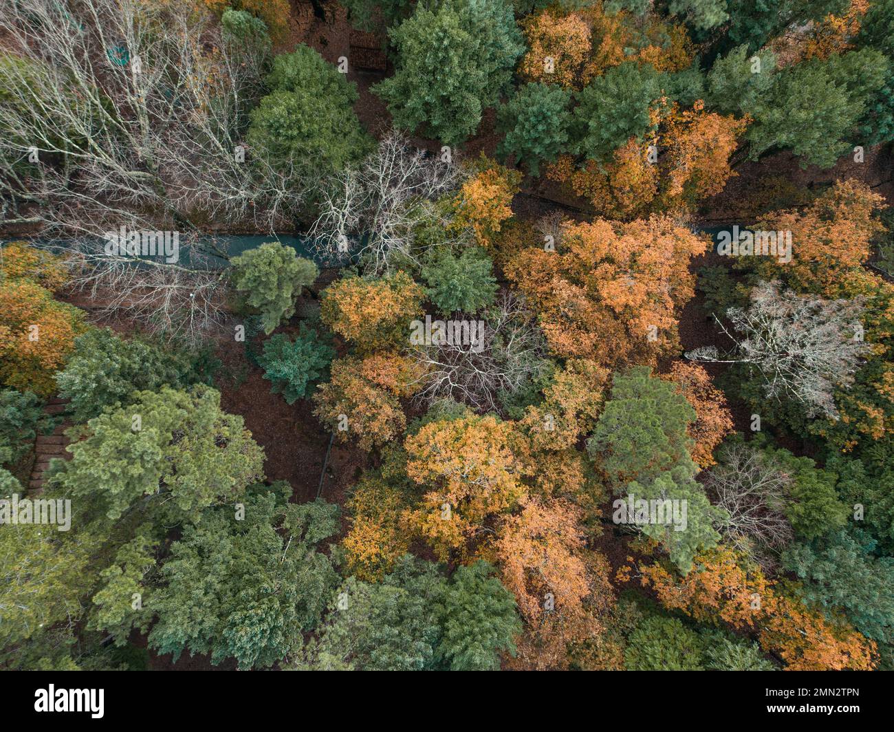 Night drone forest hi-res stock photography and images - Alamy