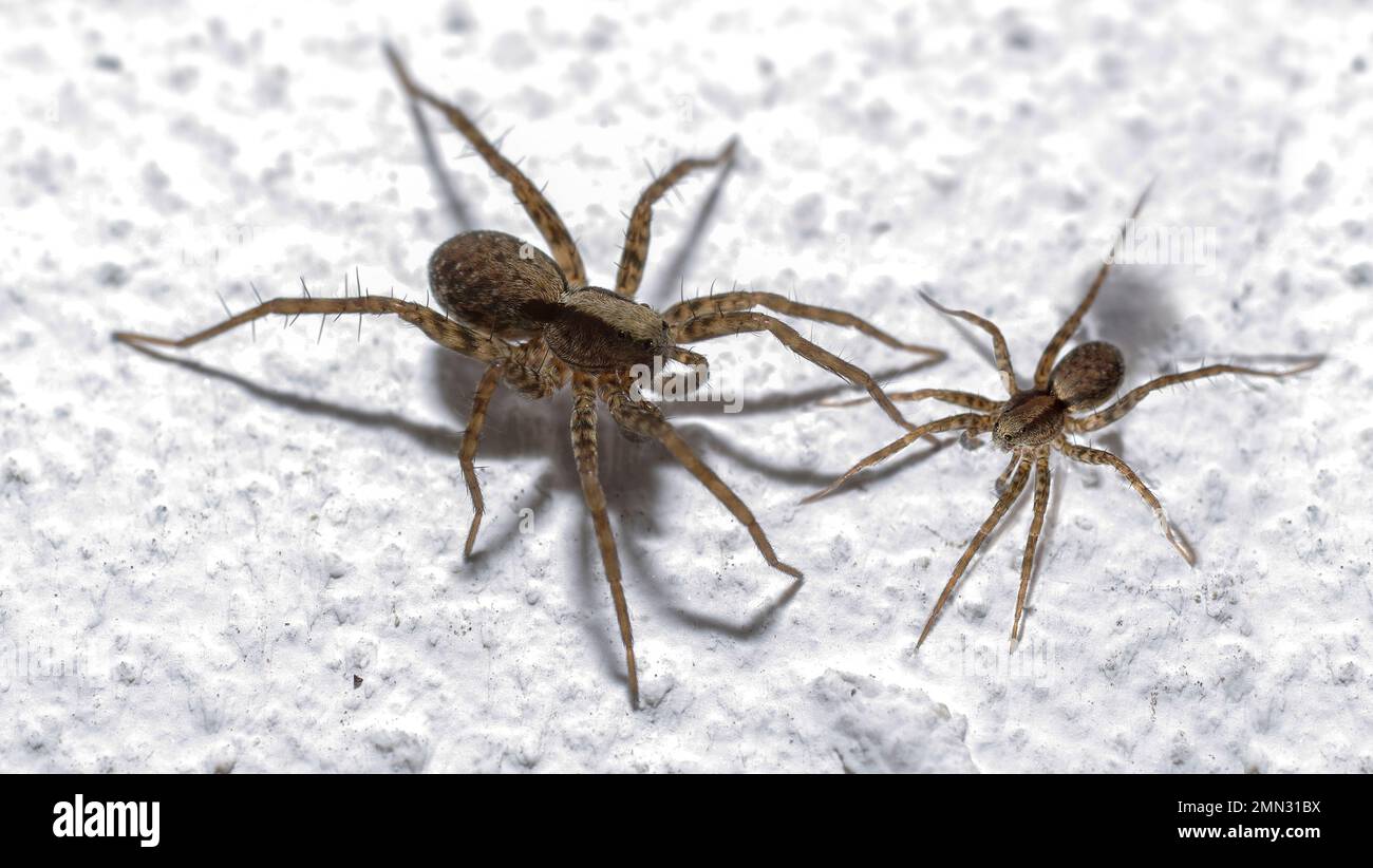 Spider Pardosa milvina, a shore spider, a species of wolf spider in the ...