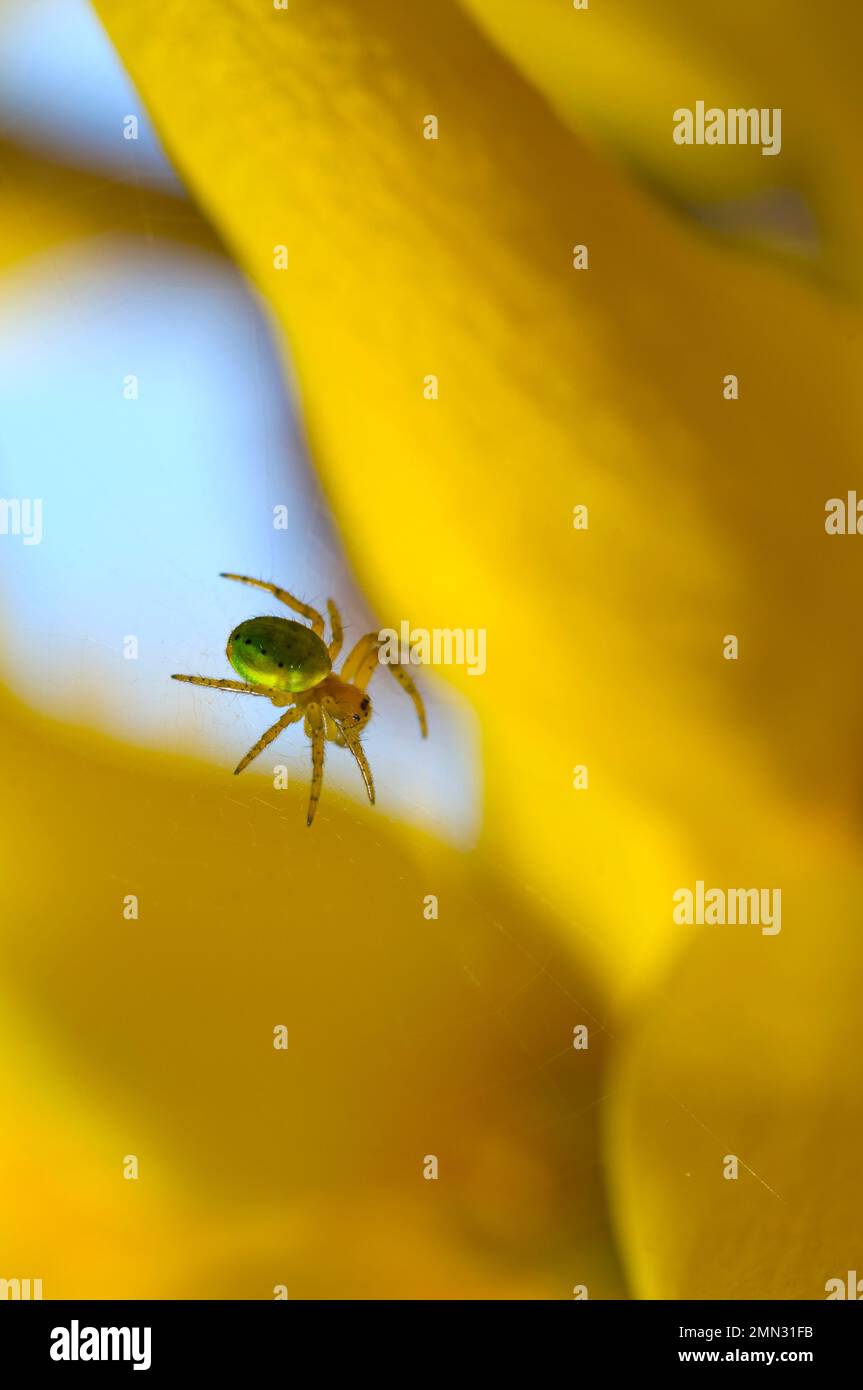 Spider Araniella cucurbitina Araniella cucurbitina (Clerck, 1758) Orb ...