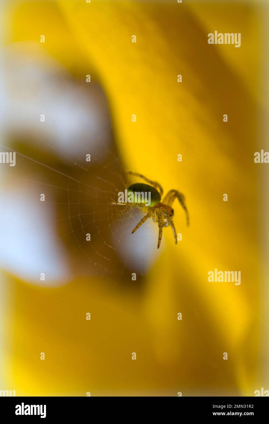 Spider Araniella cucurbitina Araniella cucurbitina (Clerck, 1758) Orb ...