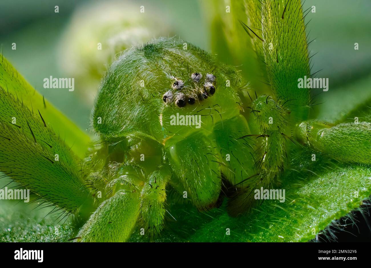 Micromata greenish (lat. Micrommata virescens) - a species of spiders ...