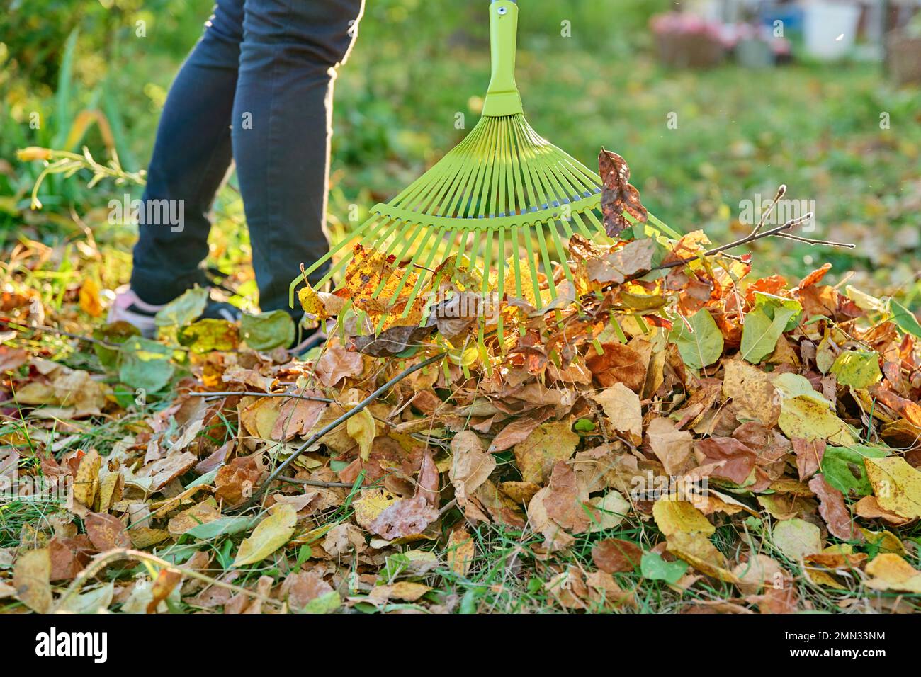 Autumn cleaning with rake of fallen leaves in garden Stock Photo - Alamy