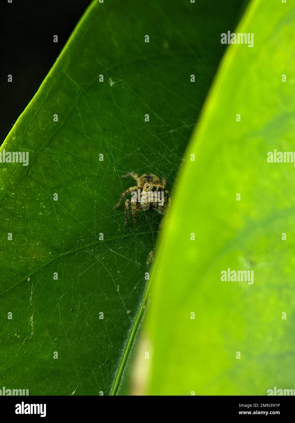 Jumping spider Euophrys frontalis. The Euophrys frontalis is a genus of ...