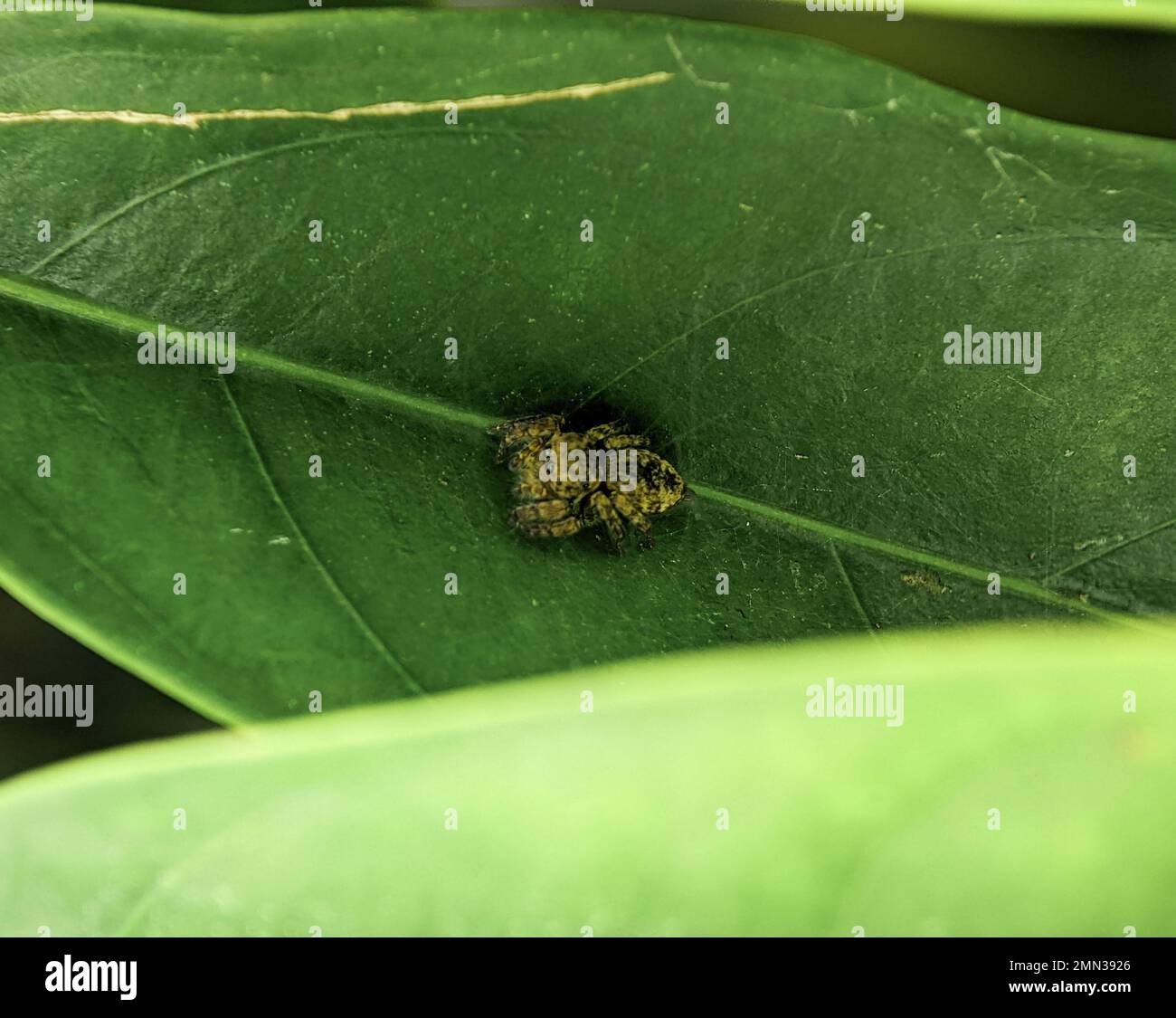 Jumping spider Euophrys frontalis. The Euophrys frontalis is a genus of ...