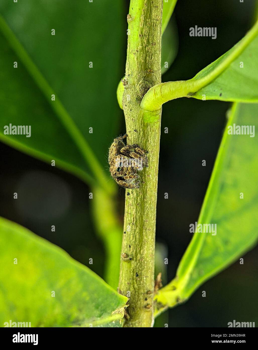 Jumping spider Euophrys frontalis. The Euophrys frontalis is a genus of ...