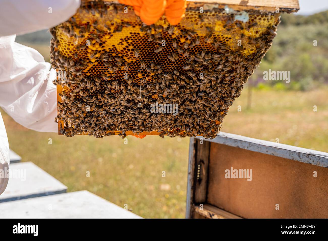 beekeeper checking a honeycomb full of bees and honey in the cells of ...