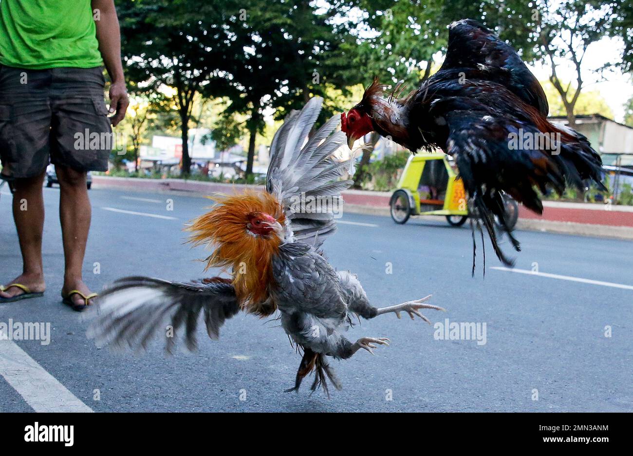 Philippine fighting cocks spar along a street in metropolitan Manila ...