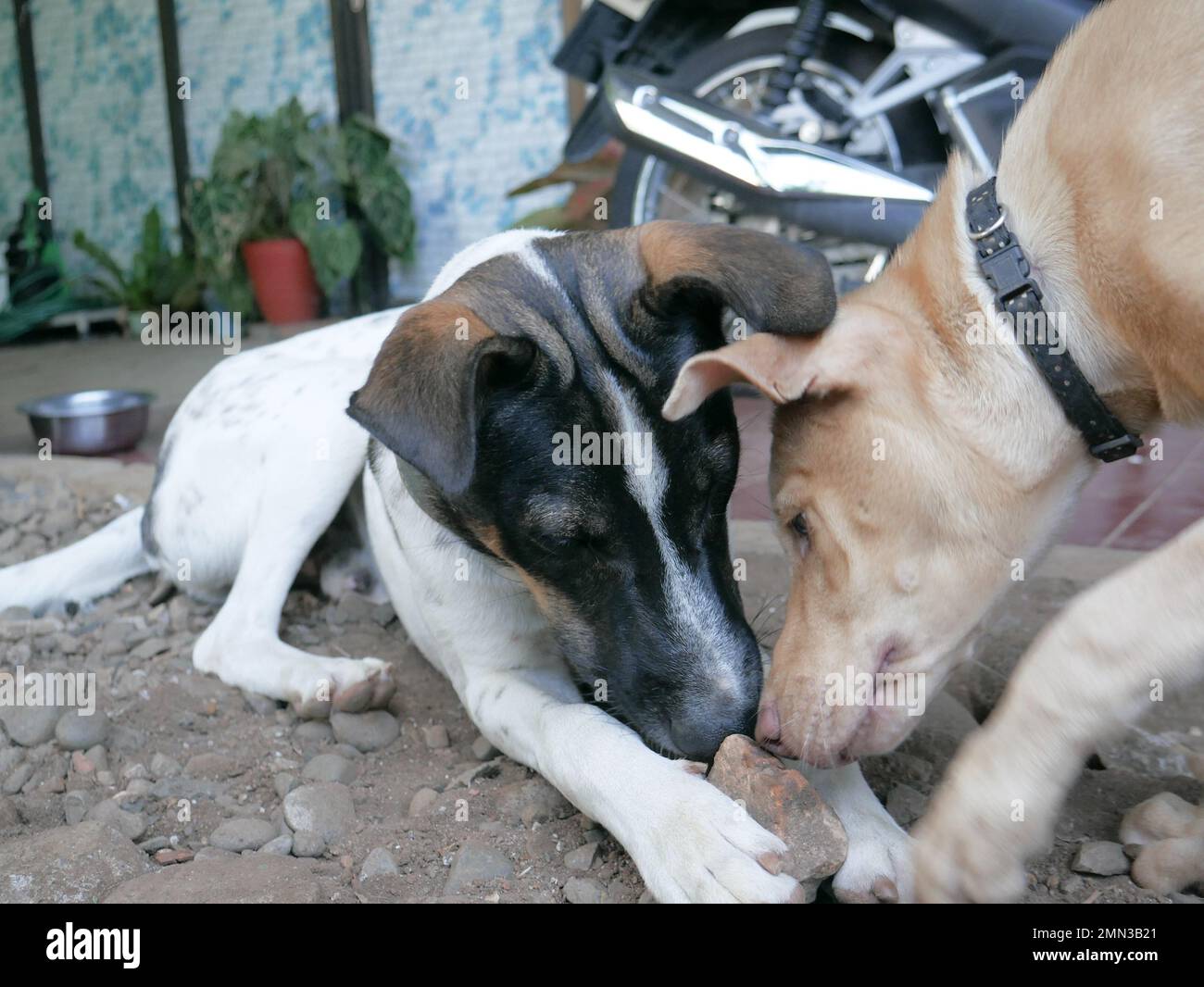 Two mongrel dogs bite a rock at the house yard Stock Photo - Alamy
