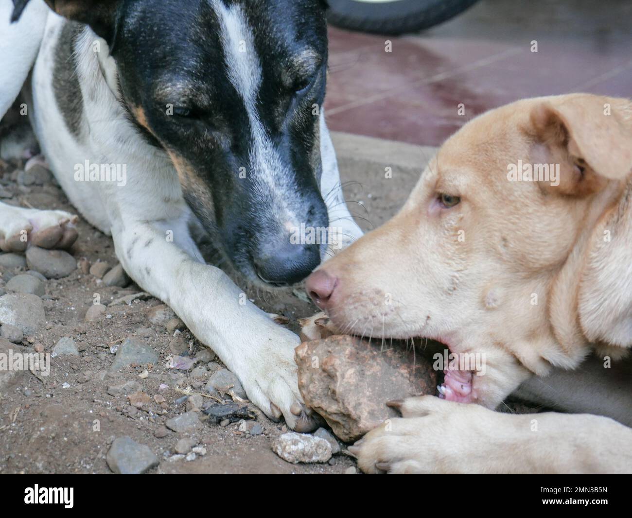 Two mongrel dogs bite a rock at the house yard Stock Photo - Alamy