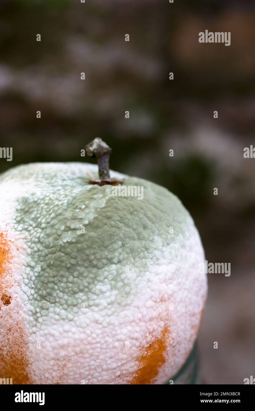 Detail of the skin of an orange that is infected with green mold ...