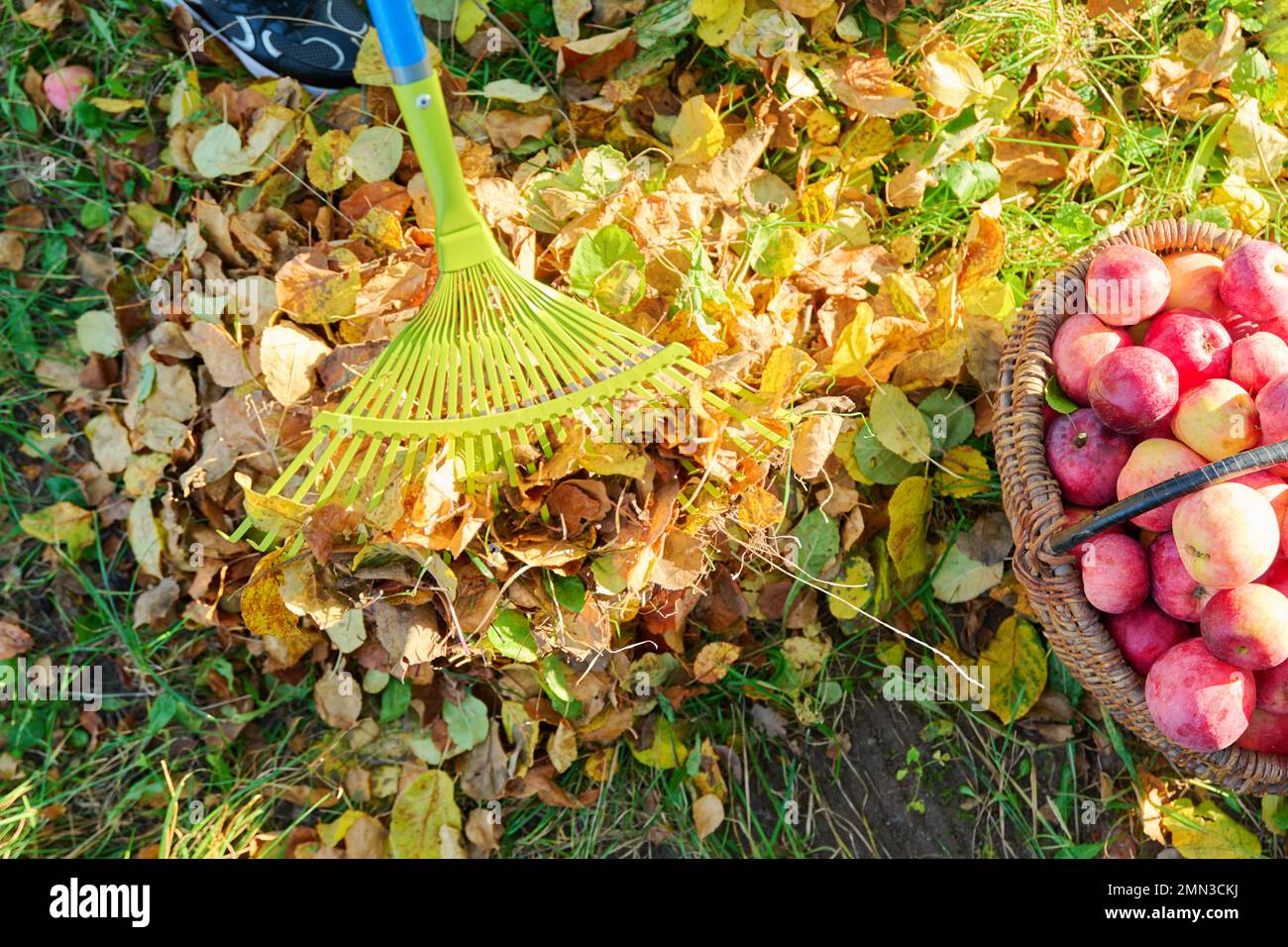 Seasonal autumn garden work, woman raking leaves with rake in apple ...