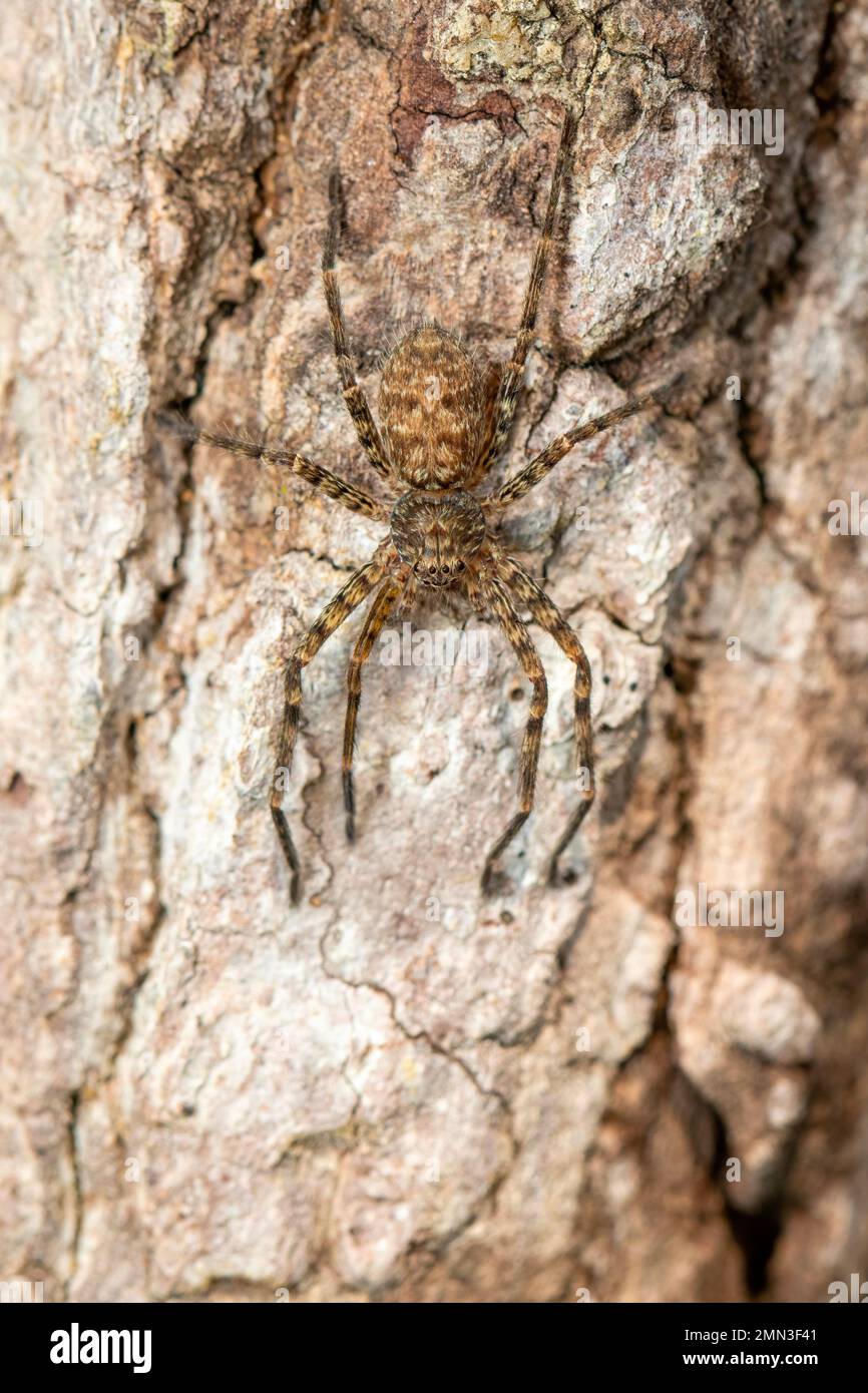 Animal interest hi-res stock photography and images - Alamy